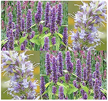 Infusión de Lavanda Mercadona La mejor para comprar este 2024