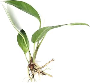 Amazon.com: CANTON AQUATICS Anubias Afzelii Live Aquatic Plant in ...