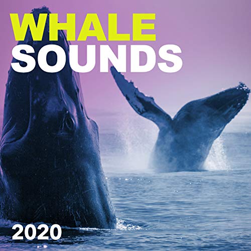 Écouter Whale Sounds de Whale Sounds sur Amazon Music