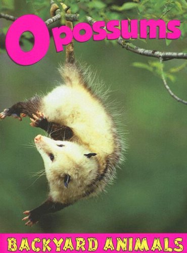 Opossums (Backyard Animals): Webster, Christine: 9781590366783: Amazon ...
