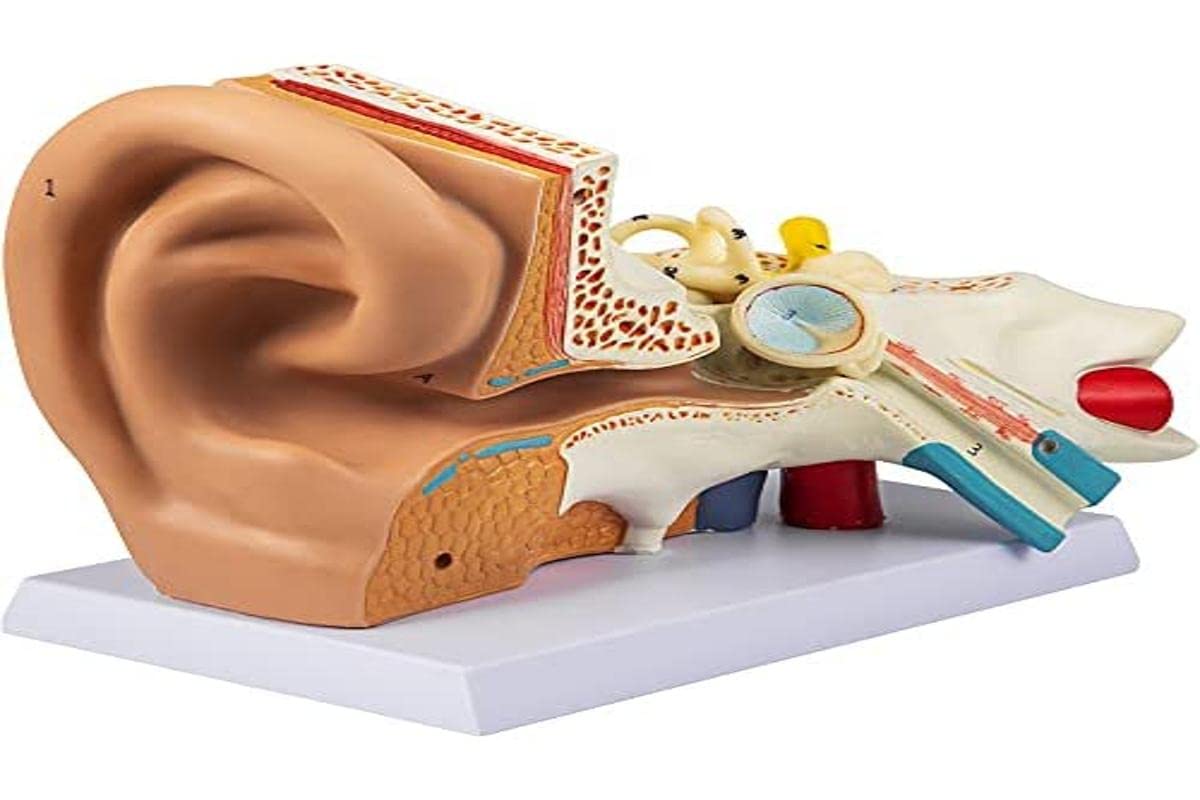 VEVOR Human Ear Anatomy Model, 5 Times Enlarged Philippines | Ubuy
