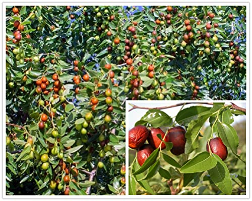 Jujube tree - How to grow & care