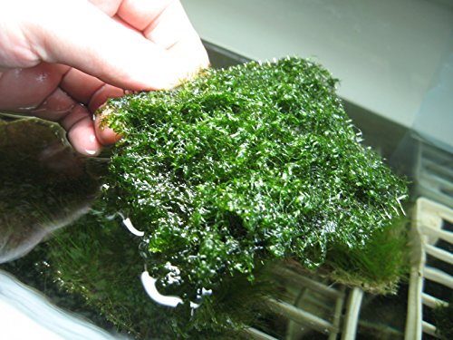 Best Moss For Aquarium - Top 8 Reviewed | Aqua Movement