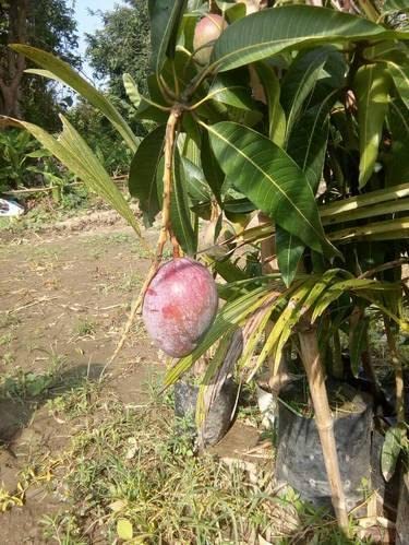 Red Palmer(grafted) Mango Plant : Amazon.in: Garden & Outdoors