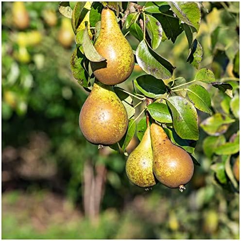 Conference Pear Tree 4-5 ft, Self-Fertile & Heavy Cropper, Ready to ...