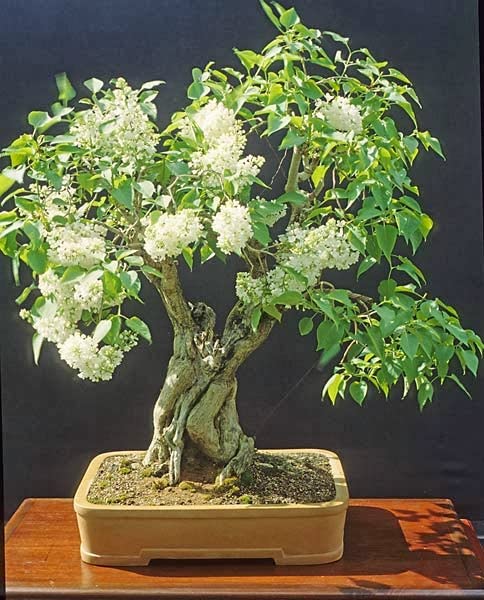lilac Bonsai Tree live plant : Amazon.in: Garden & Outdoors
