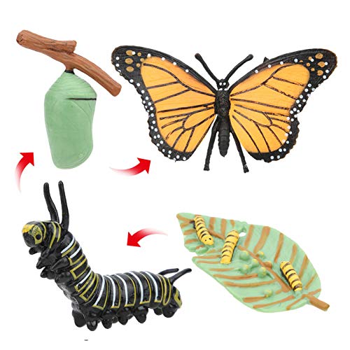 Zerodis Butterfly Life Cycle Stages Figures, High Simulation Growth ...