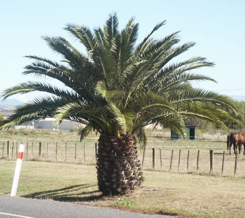 Bee Green Sago Palm (Cycas revoluta) king sago/sago cycad/Japanese sago ...
