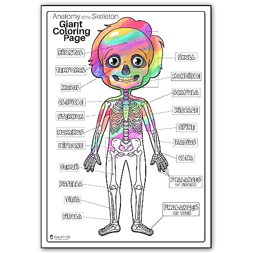Snapklik.com : Human Anatomy Skeleton Giant Coloring Page For Kids ...