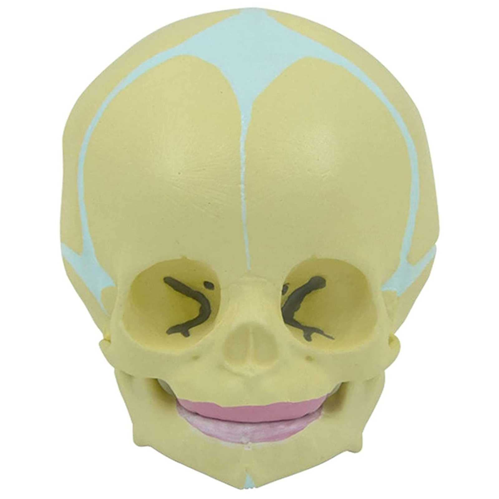 Buy Kedelack Fetal Baby Head Skull Model, Removable Mandible, Baby Head ...
