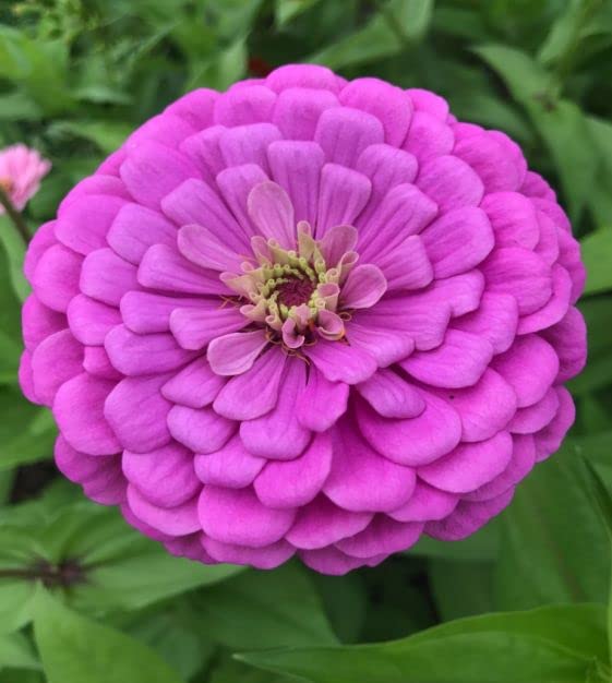 Zinnia Hybrid Flower Plants Flower All Season for Home Garden Pack of 5 ...