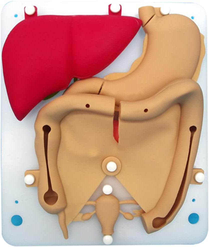 Flexible Laparoscopic Surgery Training Model for Kosovo | Ubuy