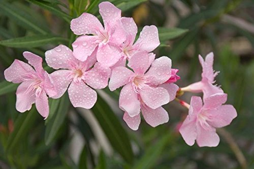 MaliaGarden Nerium Oleander - Karabi Flower Seeds - Pack Of -6 Fresh ...