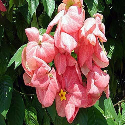 OXY GREEN PLANT®Plants Mussaenda Plant Pink-Flowering Shrubs Flowers ...