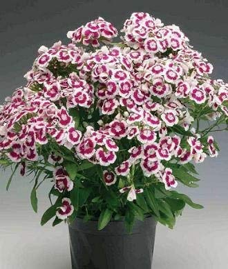 Golden Hills Farm® (AVG 100-1000) seeds Dianthus F1 Mix Garden Dwarf ...