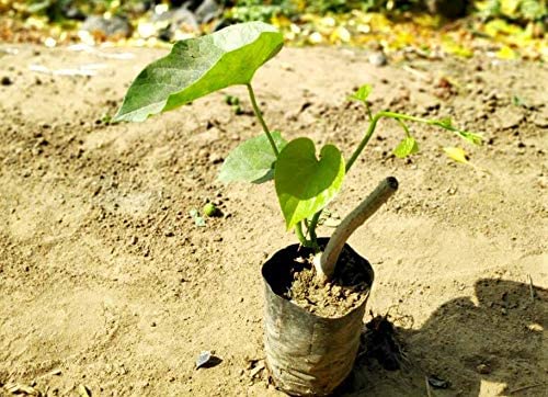 Vixenssell Giloy Plant, Gulvel Plant Medicinal Herbal Natural Plant Pot ...