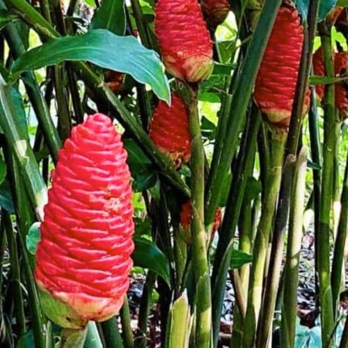 Amazon.com : 4 Zingiber Zerumbet Shampoo Ginger Roots, Awapuhi Fresh ...