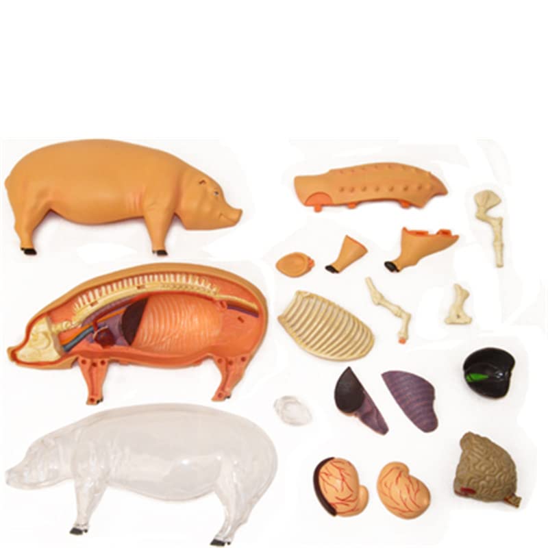Anatomía Del Esqueleto Del Cerdo ANATOMÍA COMPARADA PORCINO