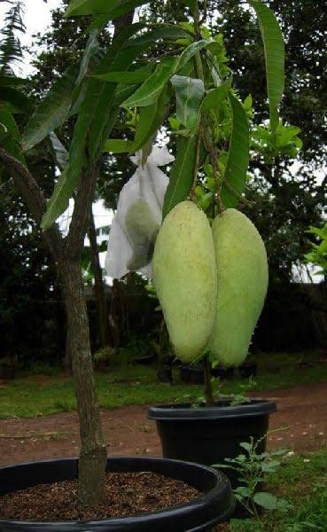 mango Tree (Mallika, Grafted) - Plant Heinou, Amba,Mangga,Mamidi, Ambo ...
