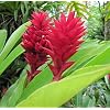 Amazon.com : Hawaiian Red Ginger Plant Root ~ Grow Hawaii : Patio, Lawn ...