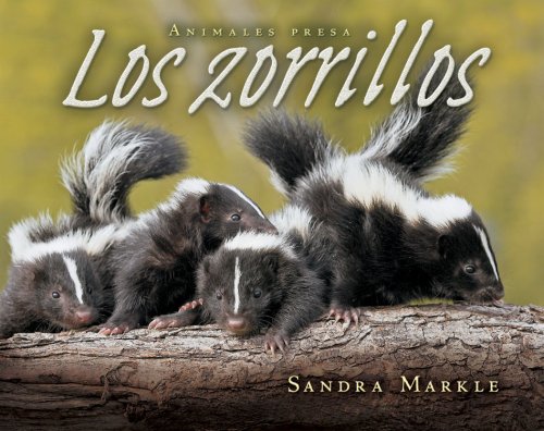 Zorrillo En Anglais