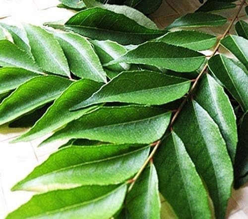 Fresh Curry Leaves (3 Packs) : Amazon.co.uk: Grocery