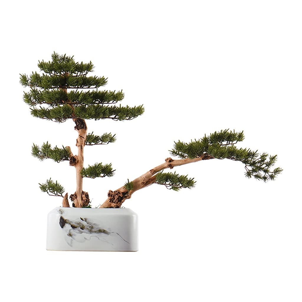Japansk Hvit Furu Bonsai Kina Fake Japanese Black Pine Bonsai For Sale