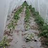 Amazon.com : Weed Guard Paper Mulch Roll, 36-inches (W) X 50-feet (L ...