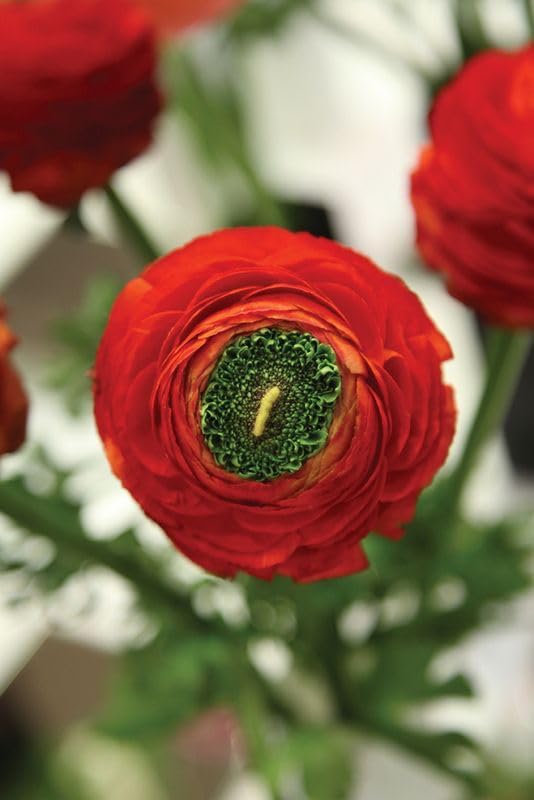 Ritz Farming Italian ranunculus flower bulbs | red Italian ranunculus ...