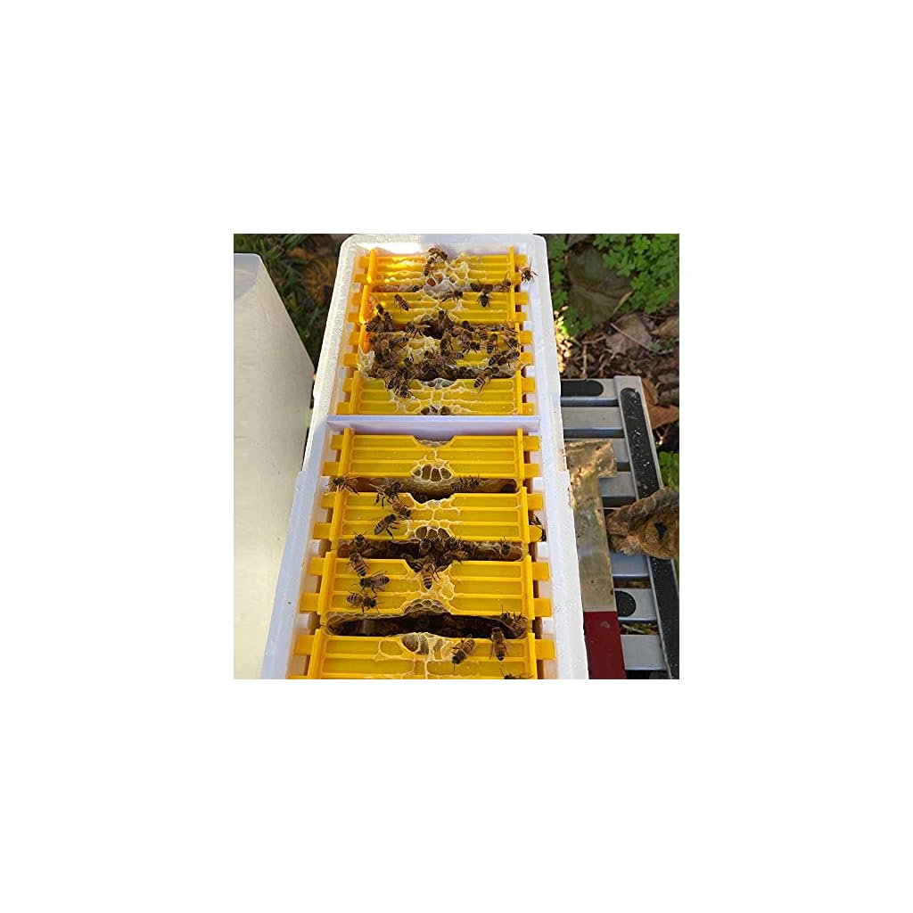 Bee Hives Boxes Plus Double Layer Queen Bee Mating Nuc Box Nuc Box for ...