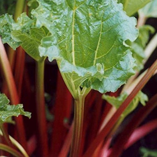 Growing Rhubarb from Seed: Uncover the Secret to Juicy Stalks! - Peace ...