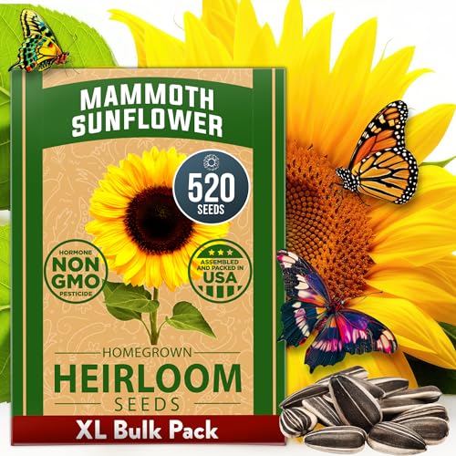 The Power of Sunflowers: How These Golden Blooms Can Boost Your Mood In ...