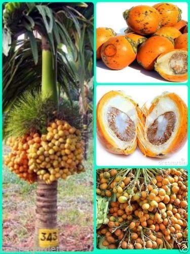 Creative Farmer Tree Seeds Supari Plant Seeds Tree Seeds For Home ...