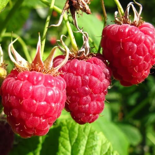 Amazon.com : Thornless Red Raspberry Plant Live 6 to 12 Inch Tall ...