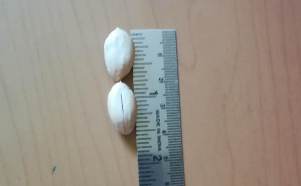 Diamond Roasted Peanut, 200 g (Buy 3 Get 2 Free) : Amazon.in: Grocery ...