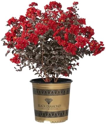 Amazon.com : Crape Myrtle Red Rocket | 3 Live Plants | Vivid Scarlet ...