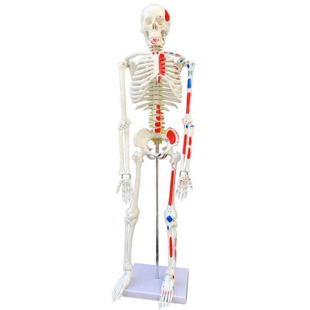 Buy HRXQ 1/2 Life Size Skeleton Model Anatomical Skeleton Model 33 ...