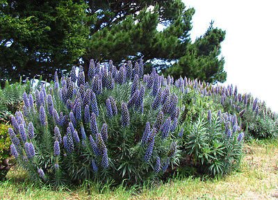 Echium - How to grow & care