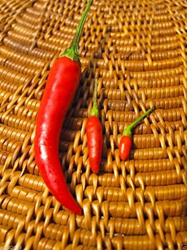 Pepper , Siling Labuyo, Filipino Bird's Eye Chili ~ 10 Seeds, Very Rare ...