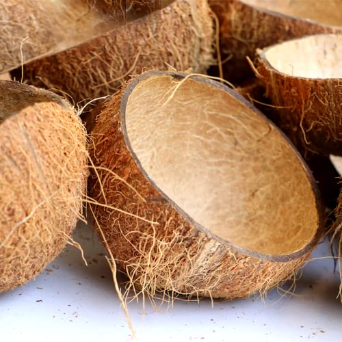 Firstnock Coconut Shell Natural Eco-Friendly Unpolished Natural Cups ...