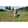 Amazon.com: Portable Corral DIY Box Set: Econoline- 14 Panels; 3 Rails ...
