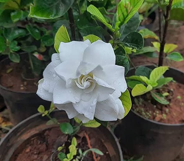 Chillatai Parijatham Flower Healthy Live Plantplant : Amazon.in: Garden ...
