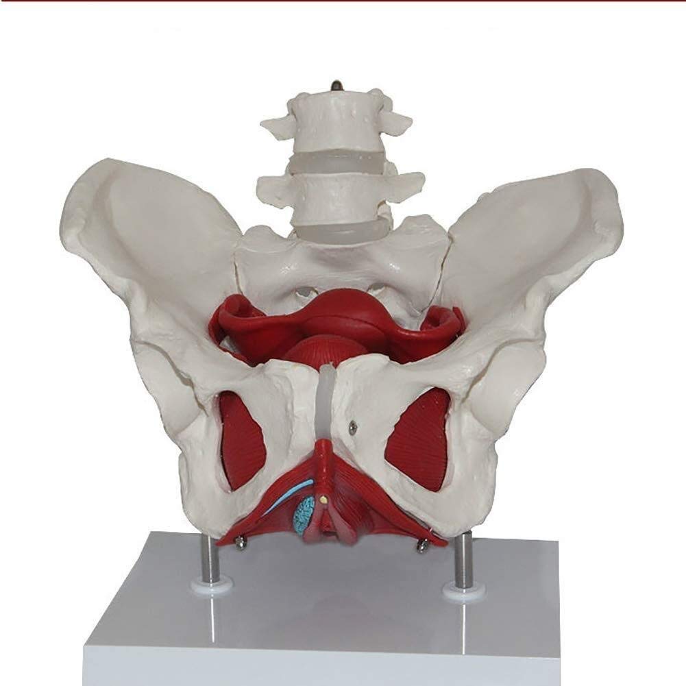 Buy Pelvic educational model for pelvic floor muscles and organs ...