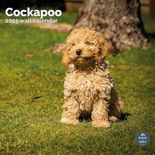 Baker and Bray Cockapoo Calendar 2025, Large Square Wall Calendar, 16 ...