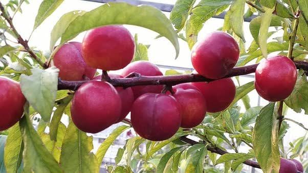 Live Plant Nursery NCR Plants Plum Aloo Bukhara plant Fruit Gbrafted ...