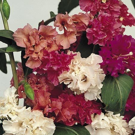 Creative Farmer Flower Seeds : Clarkia Elegans Double Mixed Hybrid Seed ...