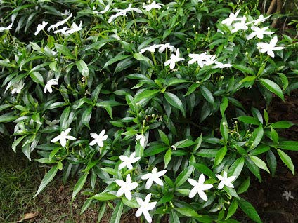 Creative Farmer Dwarf Plant Crape Jasmine Pinwheel Shade for Balcony ...
