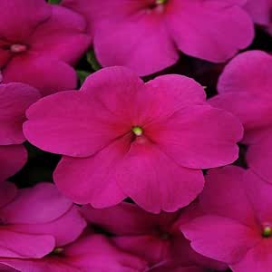 Amazon.com : Outsidepride Premium Violet Impatiens Flower Seeds - 100 ...