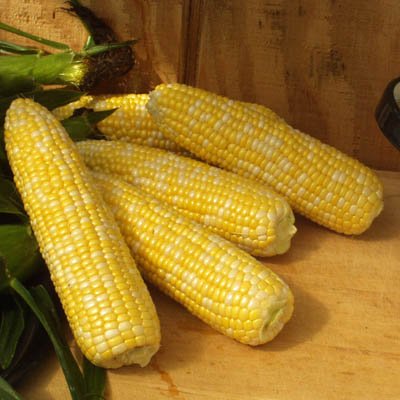 Pioneer Roundup Ready Sweet Corn – FHKJ