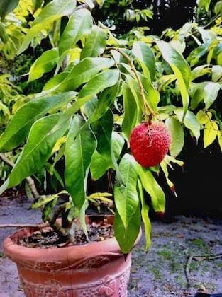 SANJU Outdoor Living Litchi "Grafted Hybrid Live Super Yielding Early ...